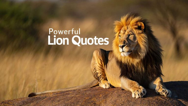 130+ Powerful Lion Quotes: Unleash Your Inner Strength And Courage